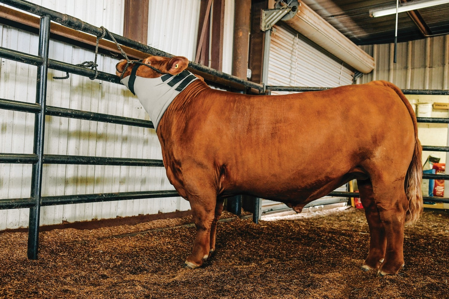 Weaver Leather Cooling Cattle Neck Wrap– HorseLoverZ