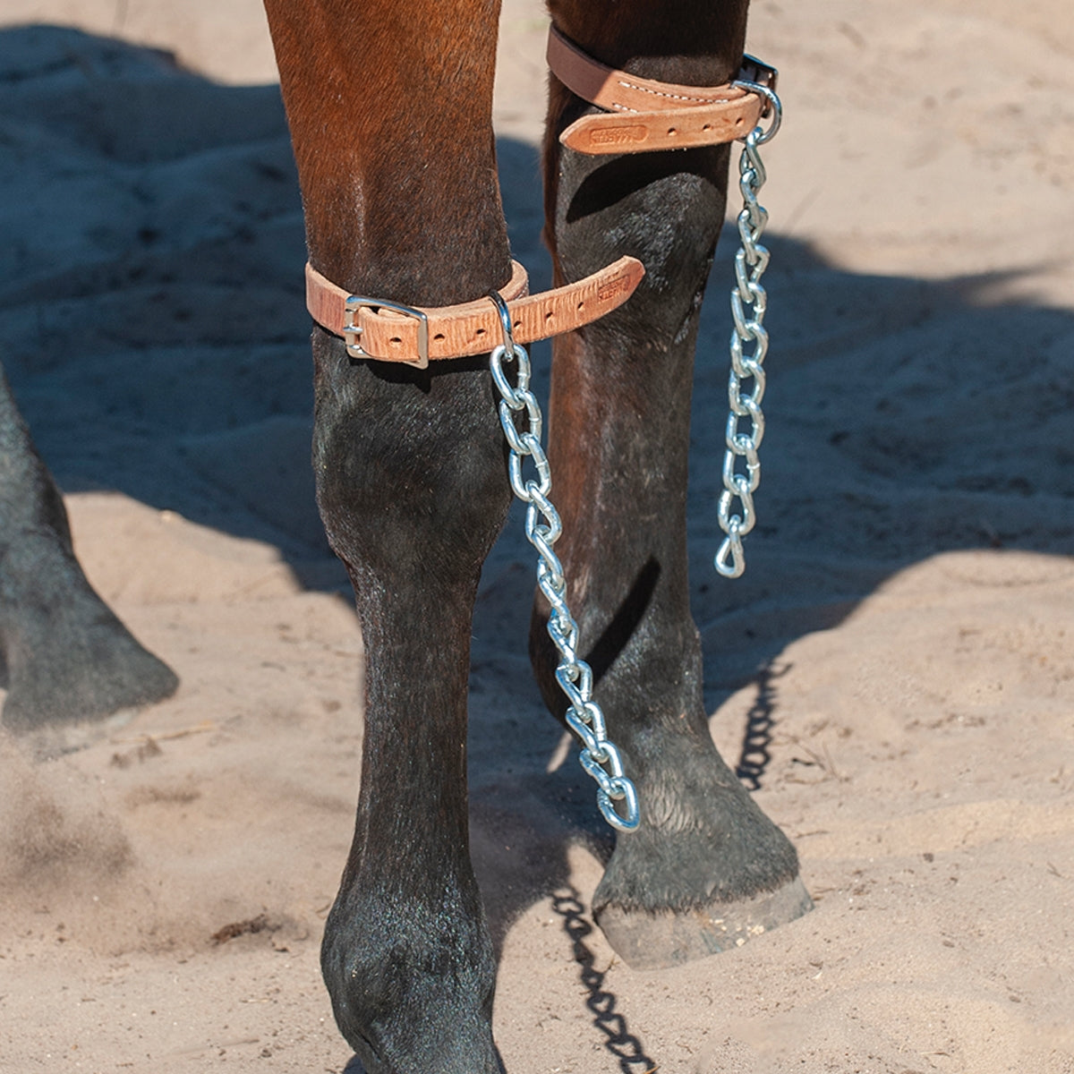 Martin Saddlery Above the Knee Pawing Chains– HorseLoverZ