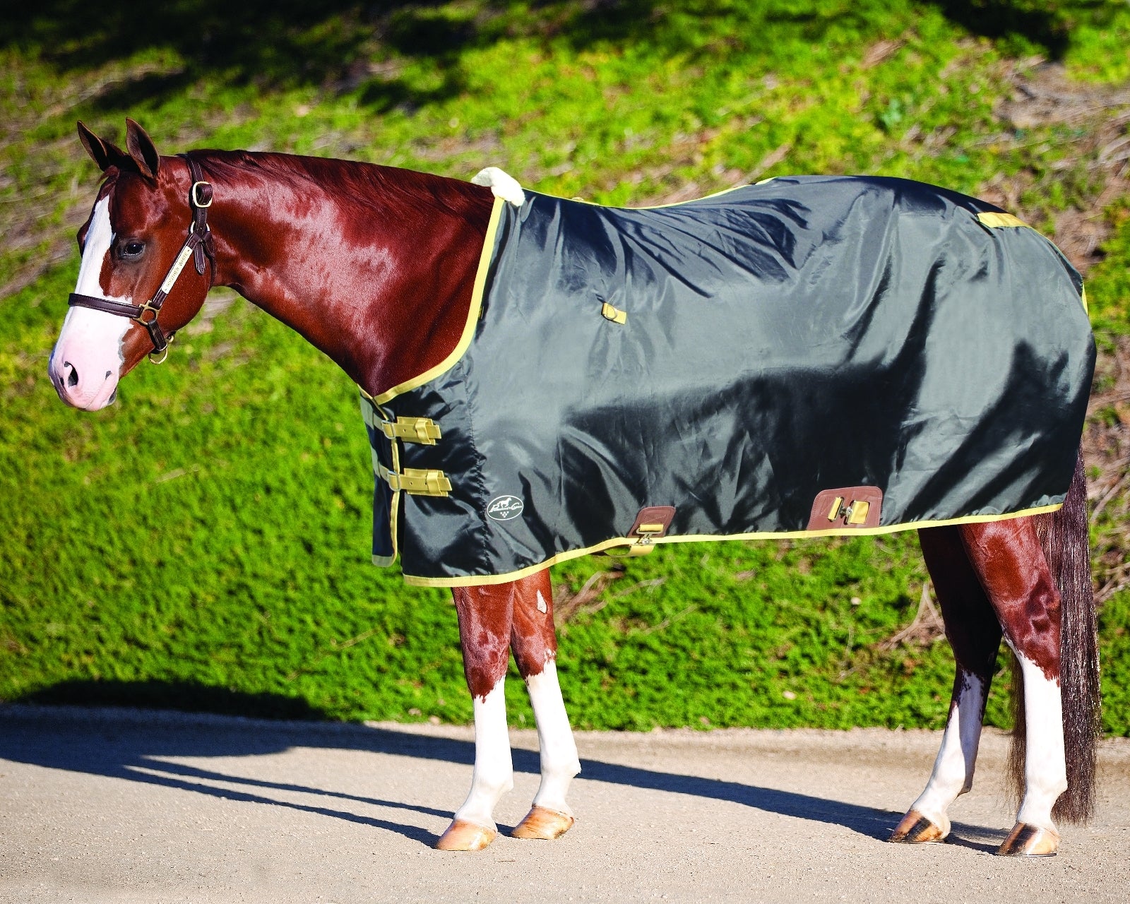 Professionals Choice Day Sheet– HorseLoverZ