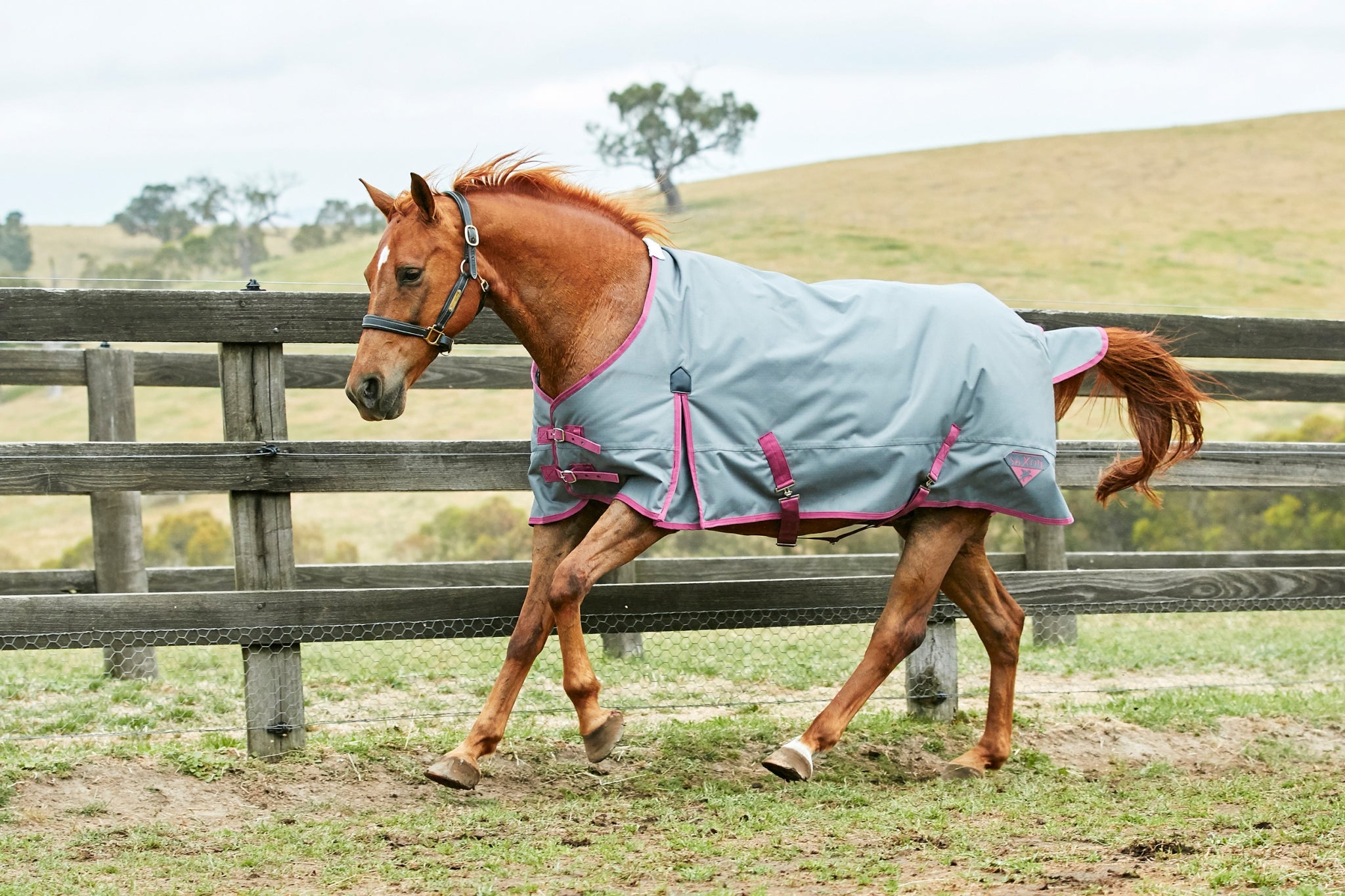 Saxon 1200D Standard Neck Medium Turnout Blanket With Gusset ll ...